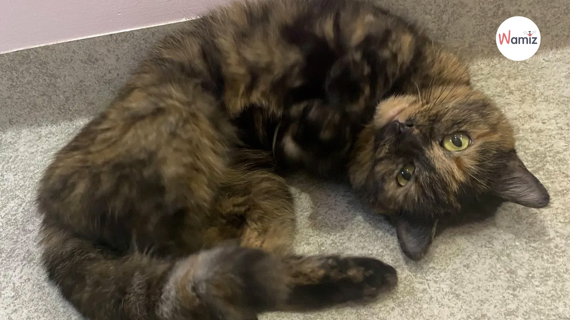 Un chat est trouvé dans la rue : en retrouvant ses propriétaires, l ...