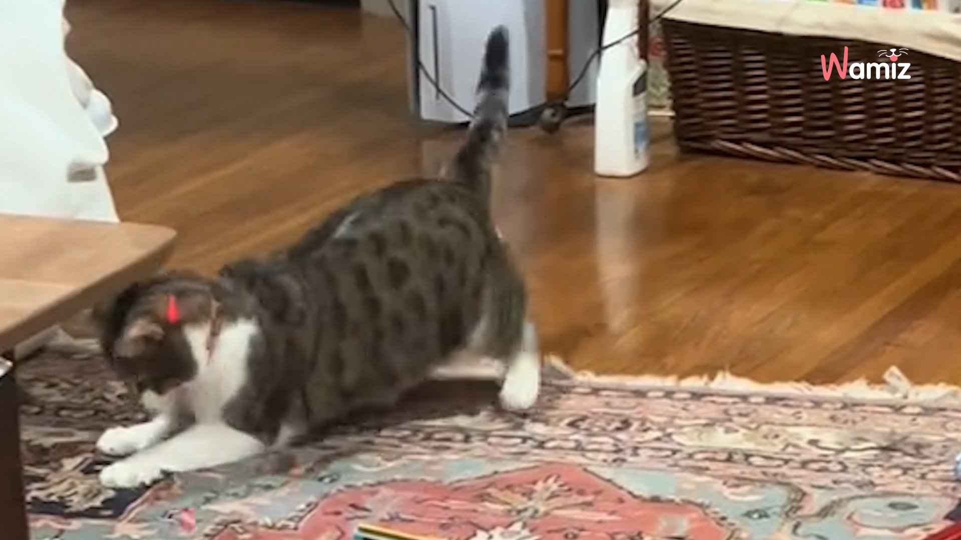 Le chat reconnaît ce que porte le policier : la scène qui se déroule à ...