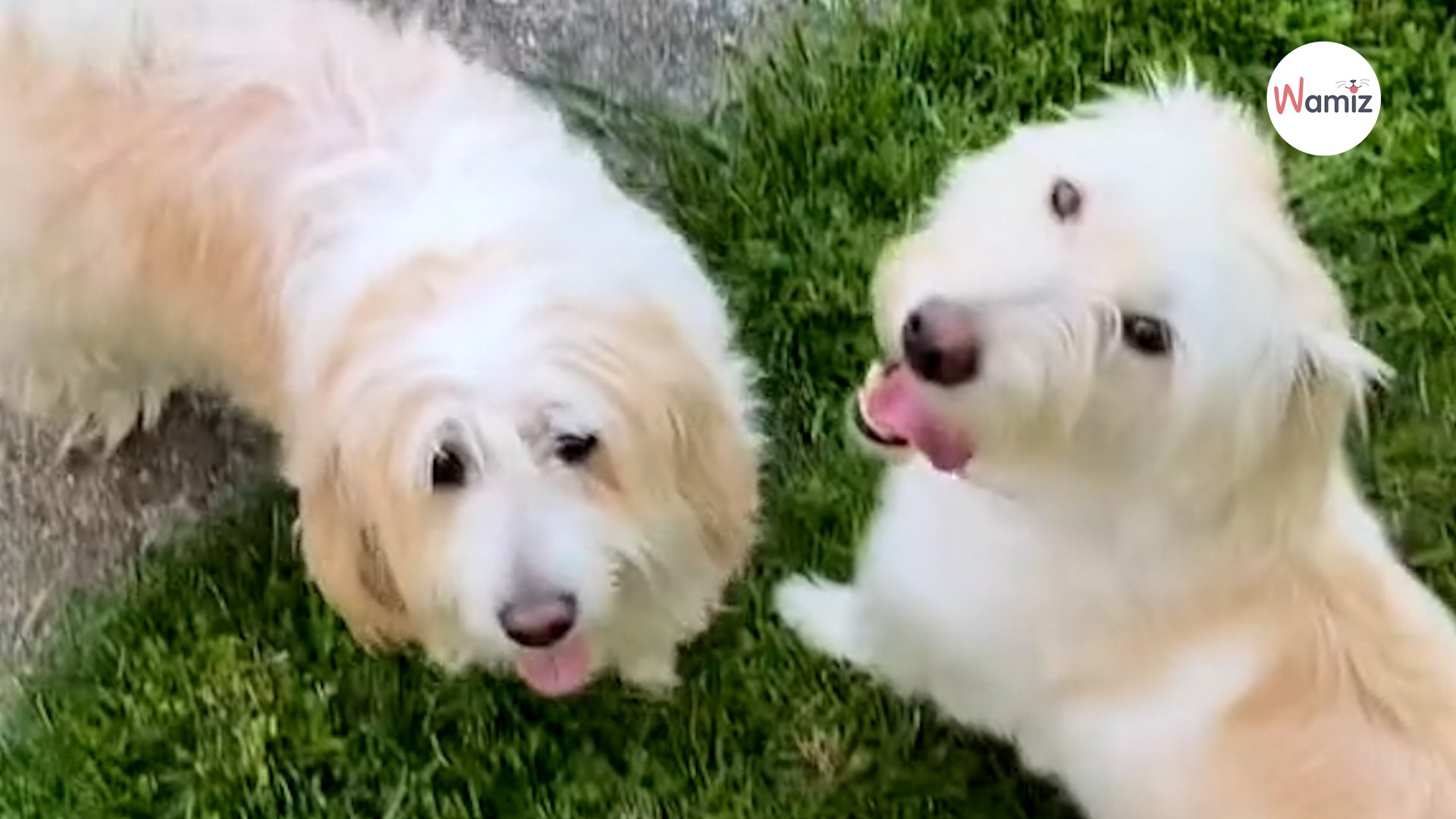 Dans un refuge, elle croise un chien identique au sien : en s'arrêtant ...